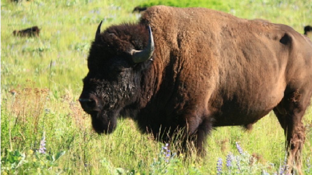 Feds propose management plan for National Bison Range; public meeting ...